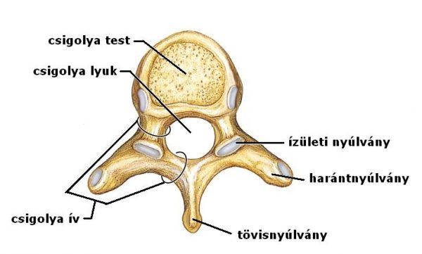 A gerinc felépítése - FittÁrpi - Gerinctorna