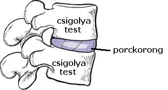 A gerinc felépítése - FittÁrpi - Gerinctorna