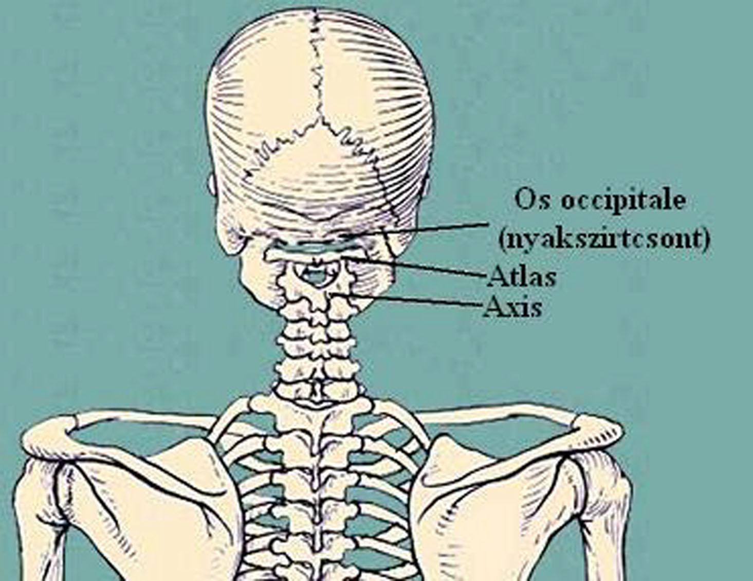 A gerinc mozgásai - FittÁrpi - Gerinctorna